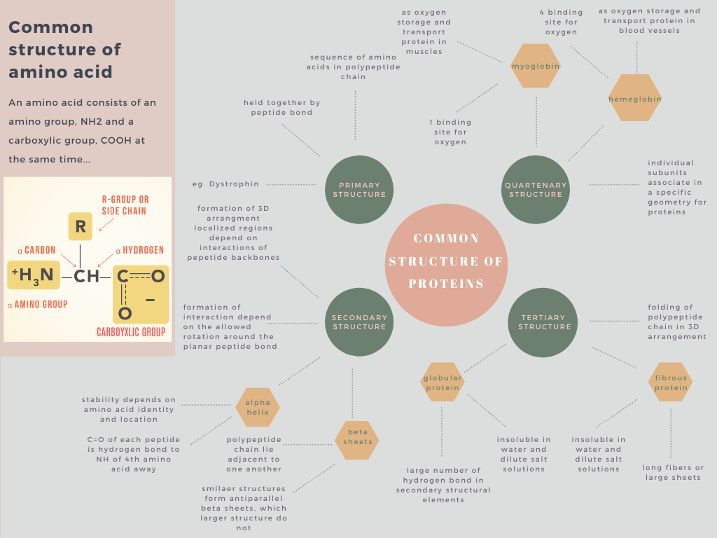 Task 4: Mind Map of common structure of amino acid and different ...